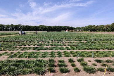 Climate Change: Grass For Tomorrow | Barenbrug