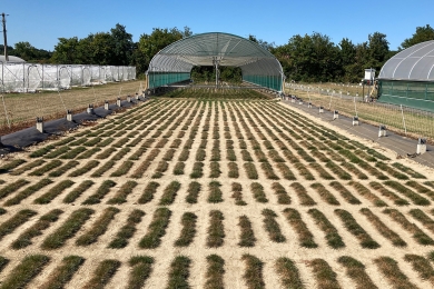 Climate Change: Grass For Tomorrow | Barenbrug